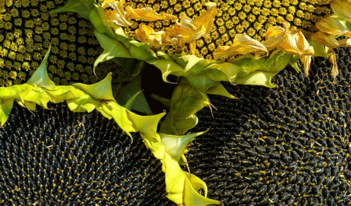 EU forecasts higher sunflower harvest: impact on Moldova