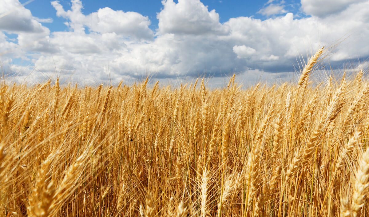 FAO confirms record global grain production in 2025
