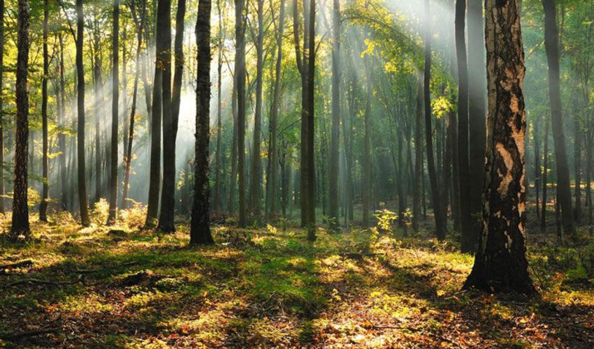 Fines for illegal logging increased - logos-pres.md